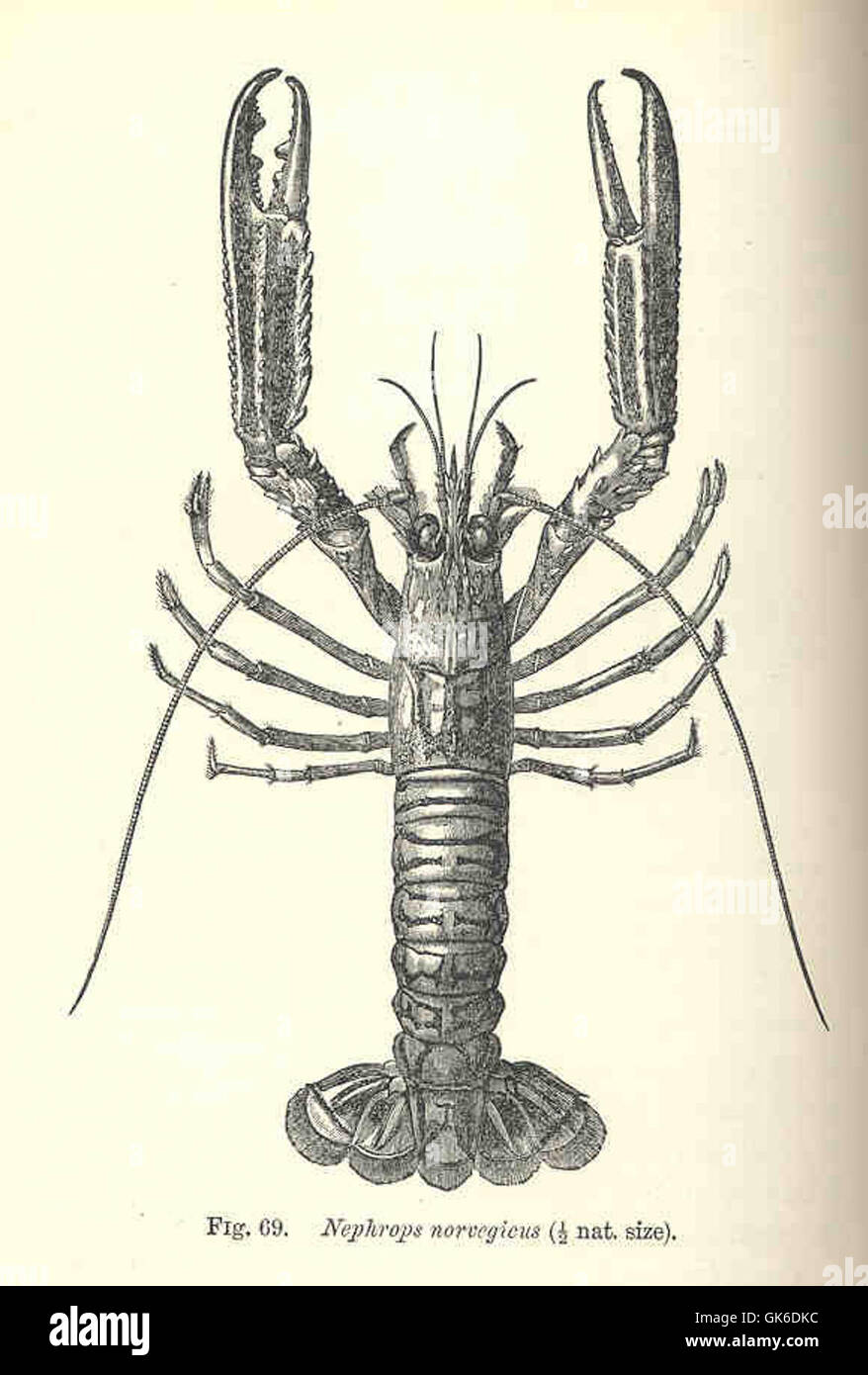 Marine crustacean nephrops norvegicus hi-res stock photography and ...