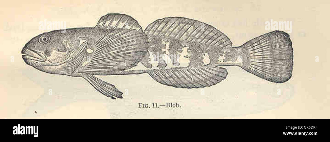 Undifferentiated mass hi-res stock photography and images - Alamy