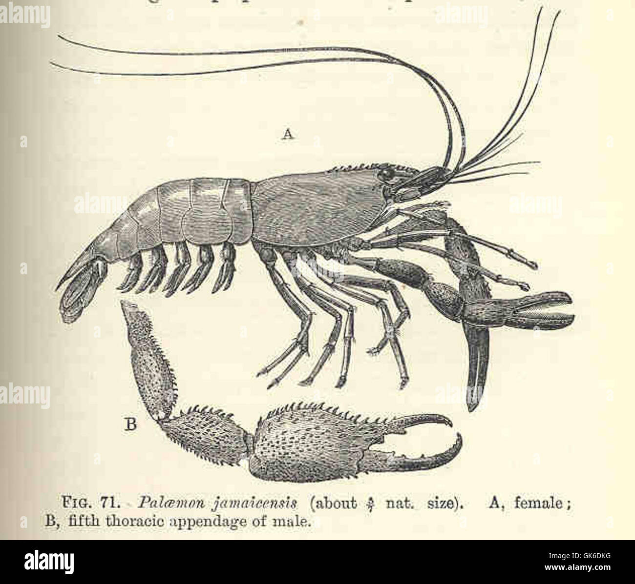 Palaemon jamaicensis hi-res stock photography and images - Alamy