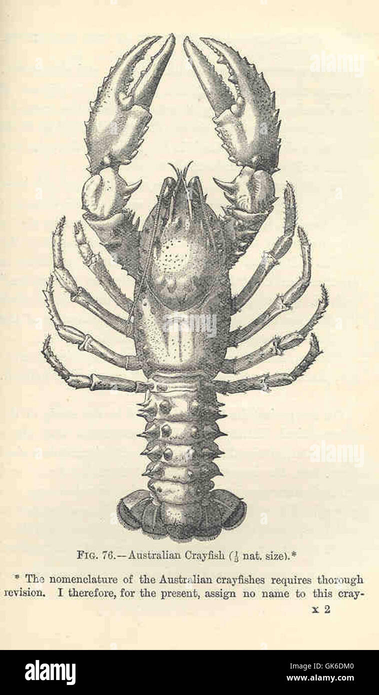 Australian marine crustaceans hi-res stock photography and images - Alamy