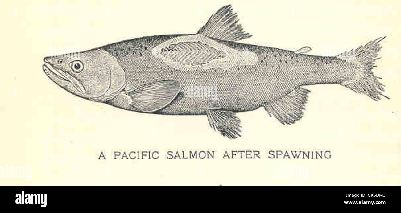 Pacific salmon are shown after spawning, having completed their ...