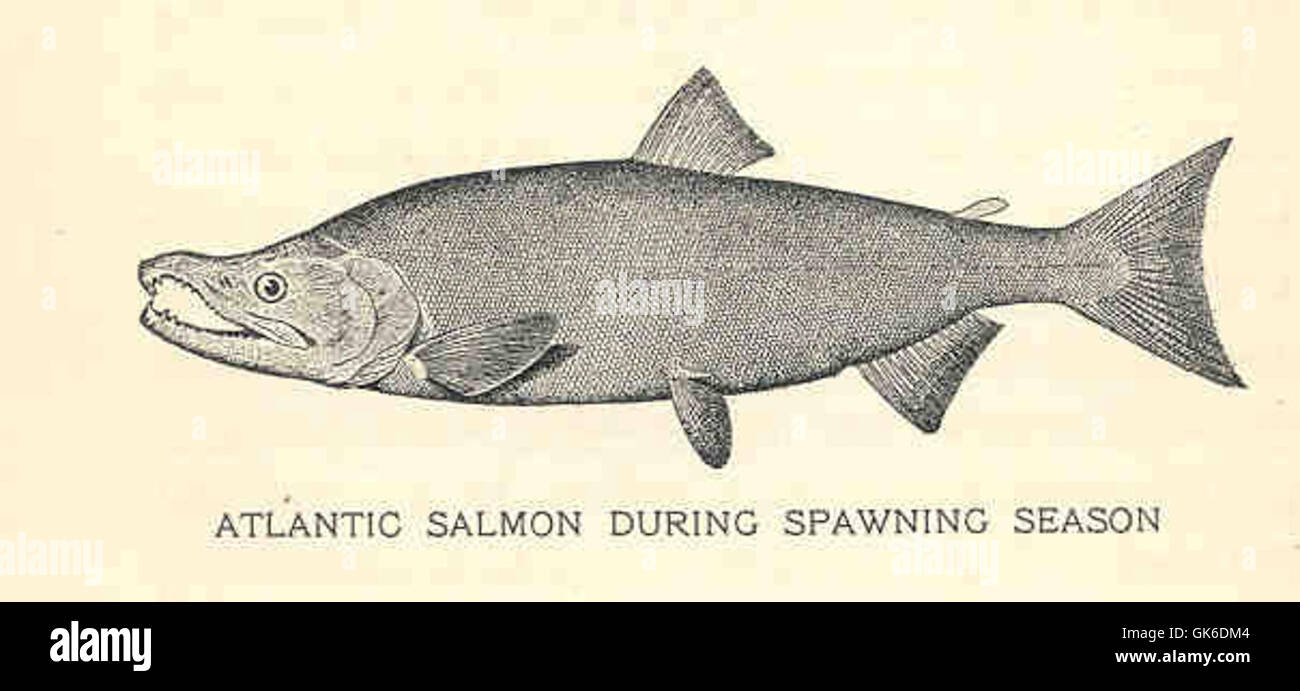35703 Atlantic Salmon During Spawning Season Stock Photo - Alamy