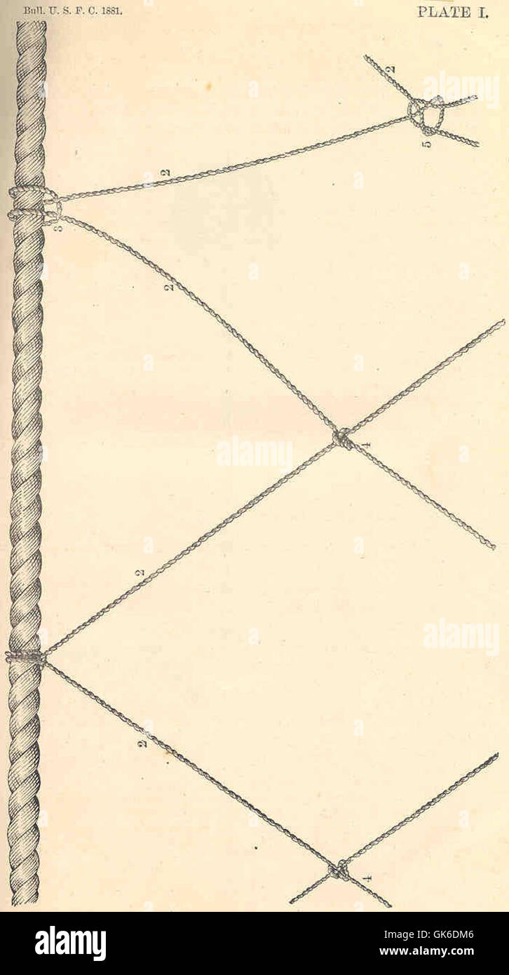 This image depicts the traditional method of hanging cod gill-nets in ...