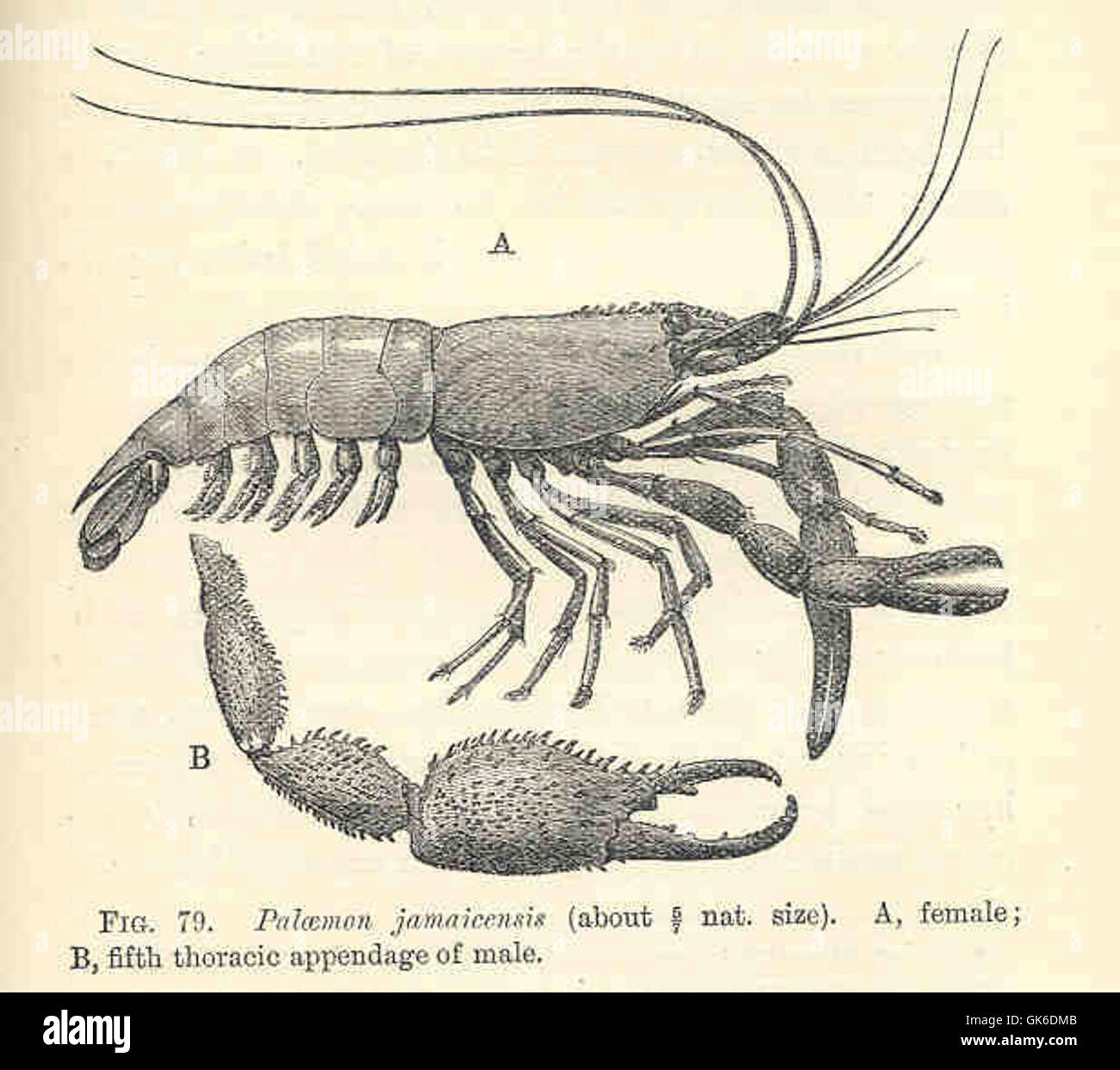 35710 Palaemon jamaicensis A, female; B, fifth thoracic appendage of ...