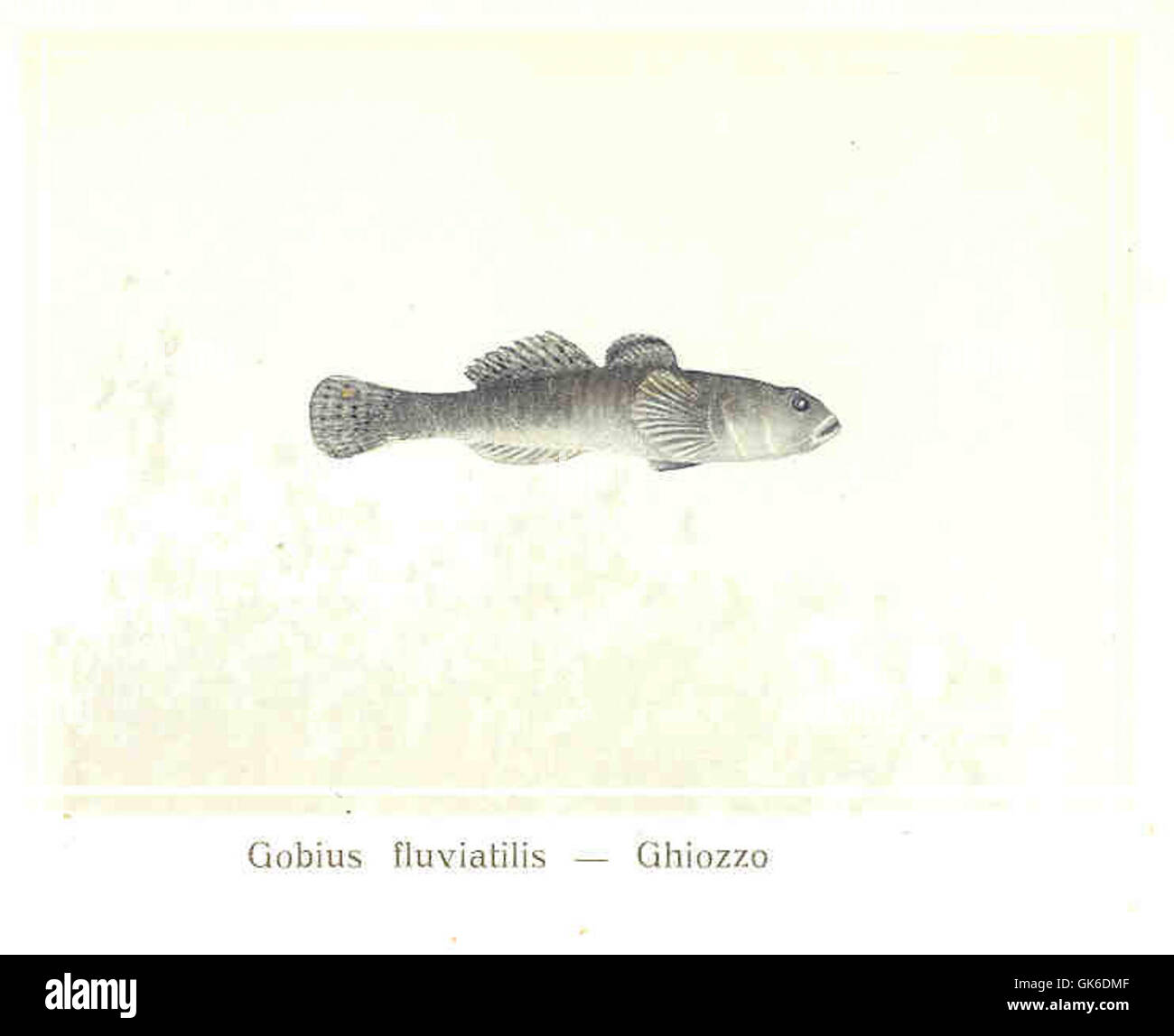 Gobius fluviatilis hi-res stock photography and images - Alamy