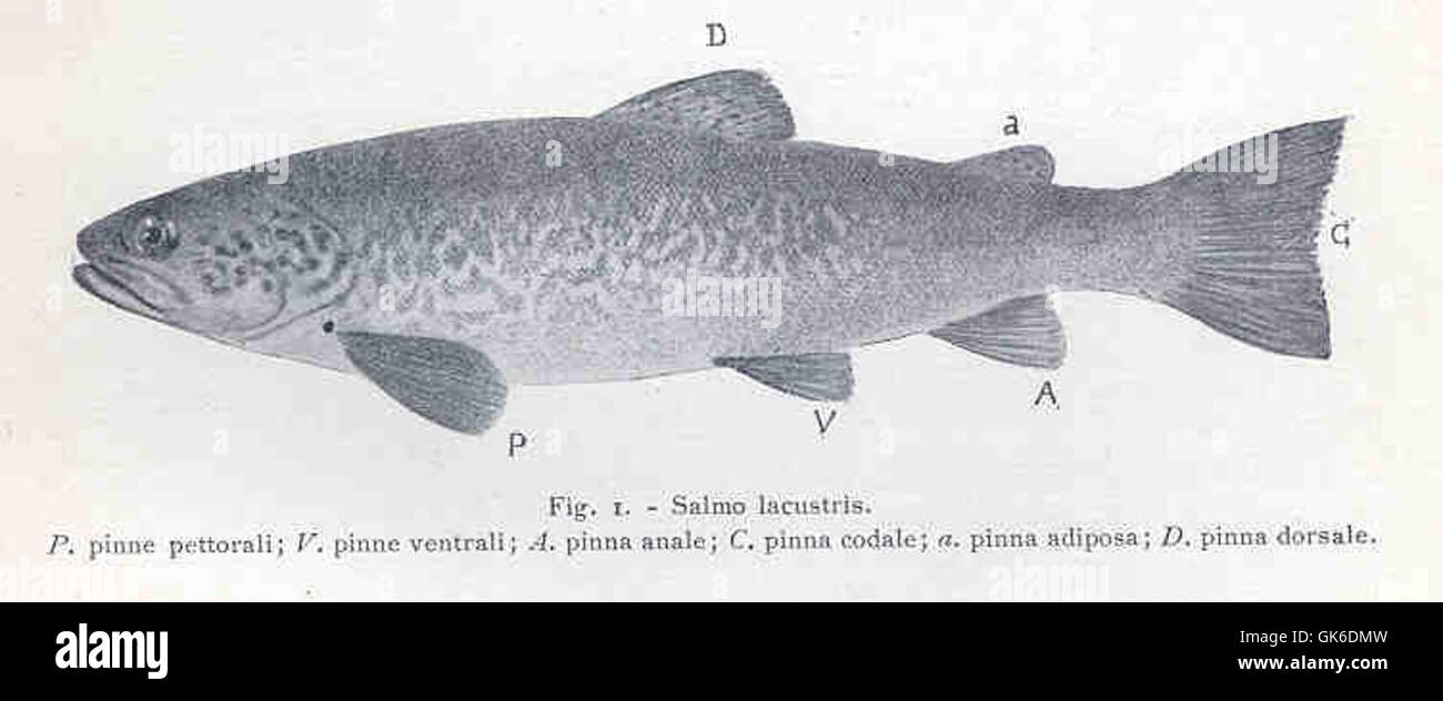 Salmo map hi-res stock photography and images - Alamy