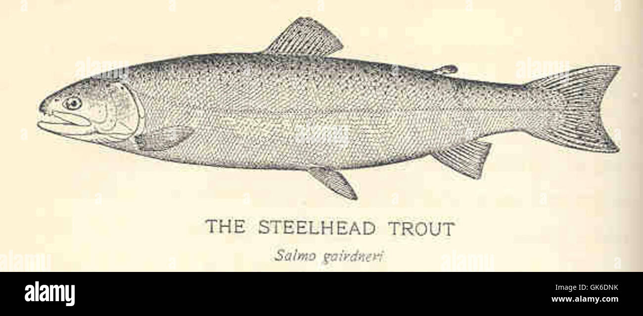 35740 Steelhead Trout (Salmo Gairdneri Stock Photo - Alamy