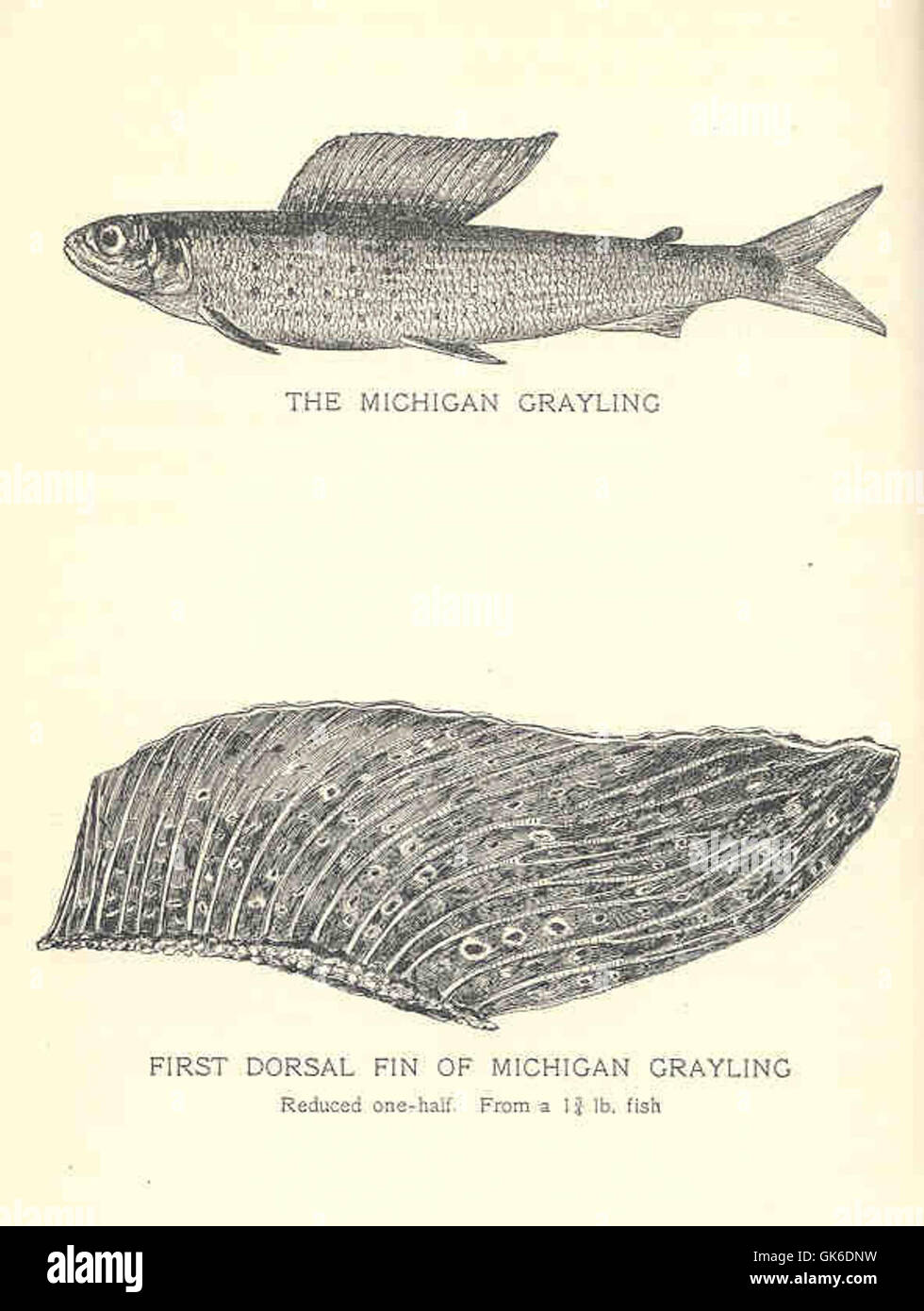 The first dorsal fin of the Michigan Grayling, a species once native to ...