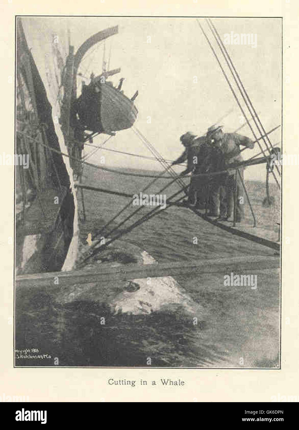Cutting of a whale hi-res stock photography and images - Alamy