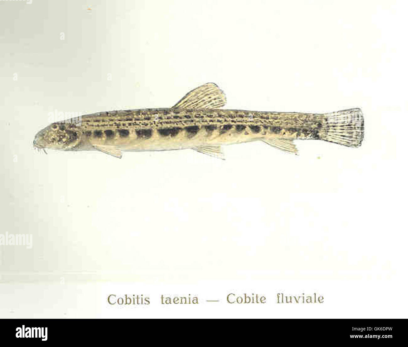 Habitat fluviale hi-res stock photography and images - Alamy