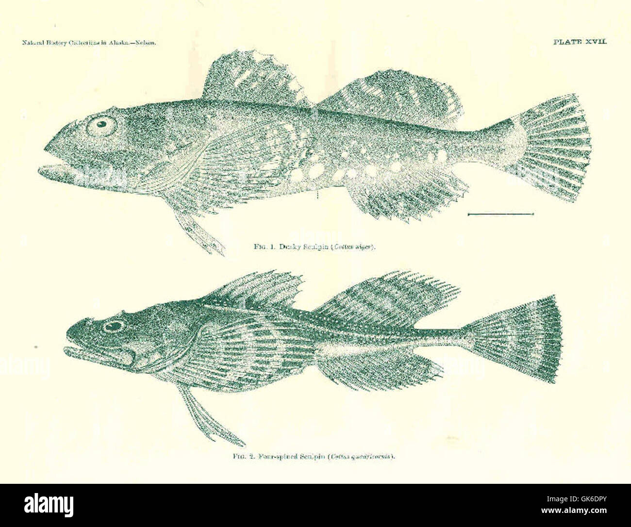Illustration features two species of fish hi-res stock photography and ...