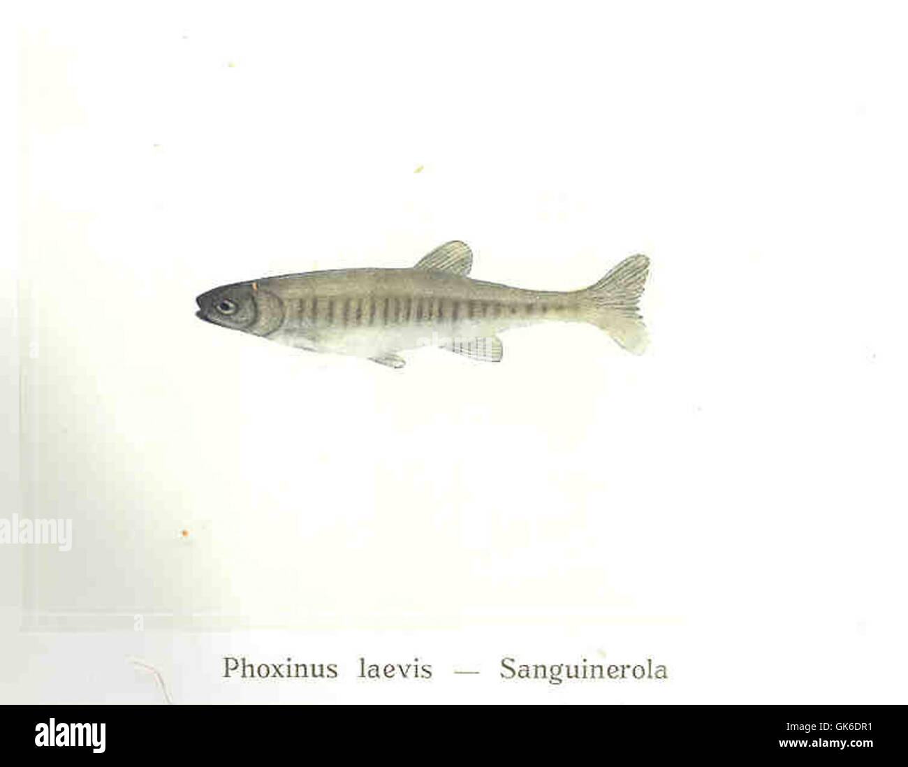 Phoxinus Laevis High Resolution Stock Photography and Images - Alamy