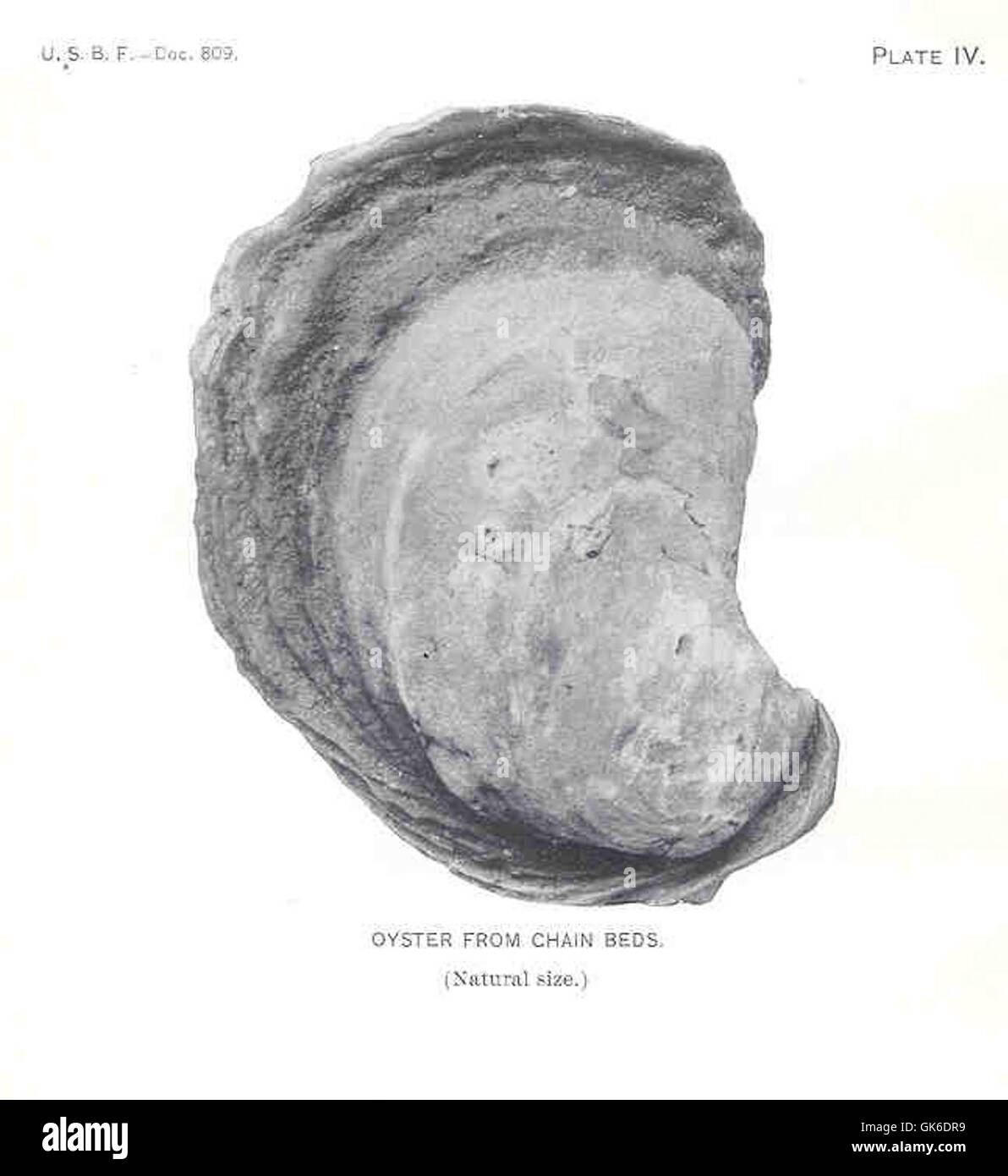 Water the beds Cut Out Stock Images & Pictures - Alamy