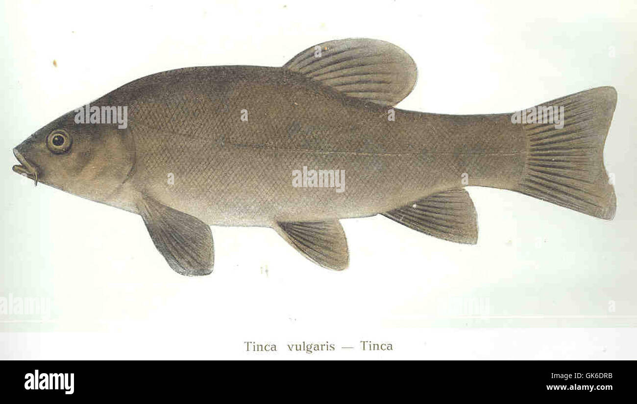 35781 Tinca vulgaris -- Tinca Stock Photo - Alamy