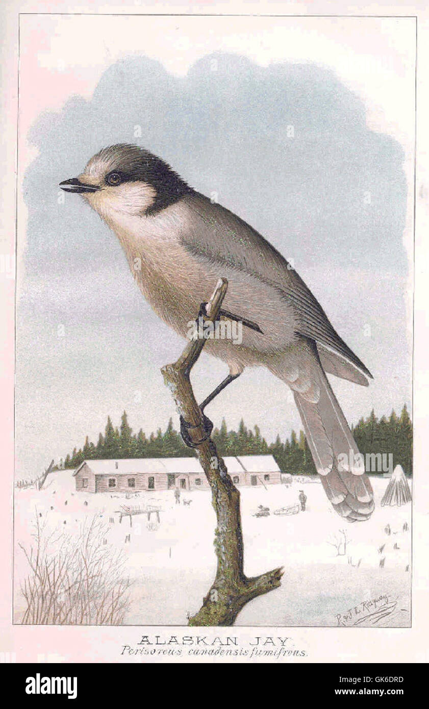 The Alaskan Jay, scientifically known as Perisoreus canadensis ...