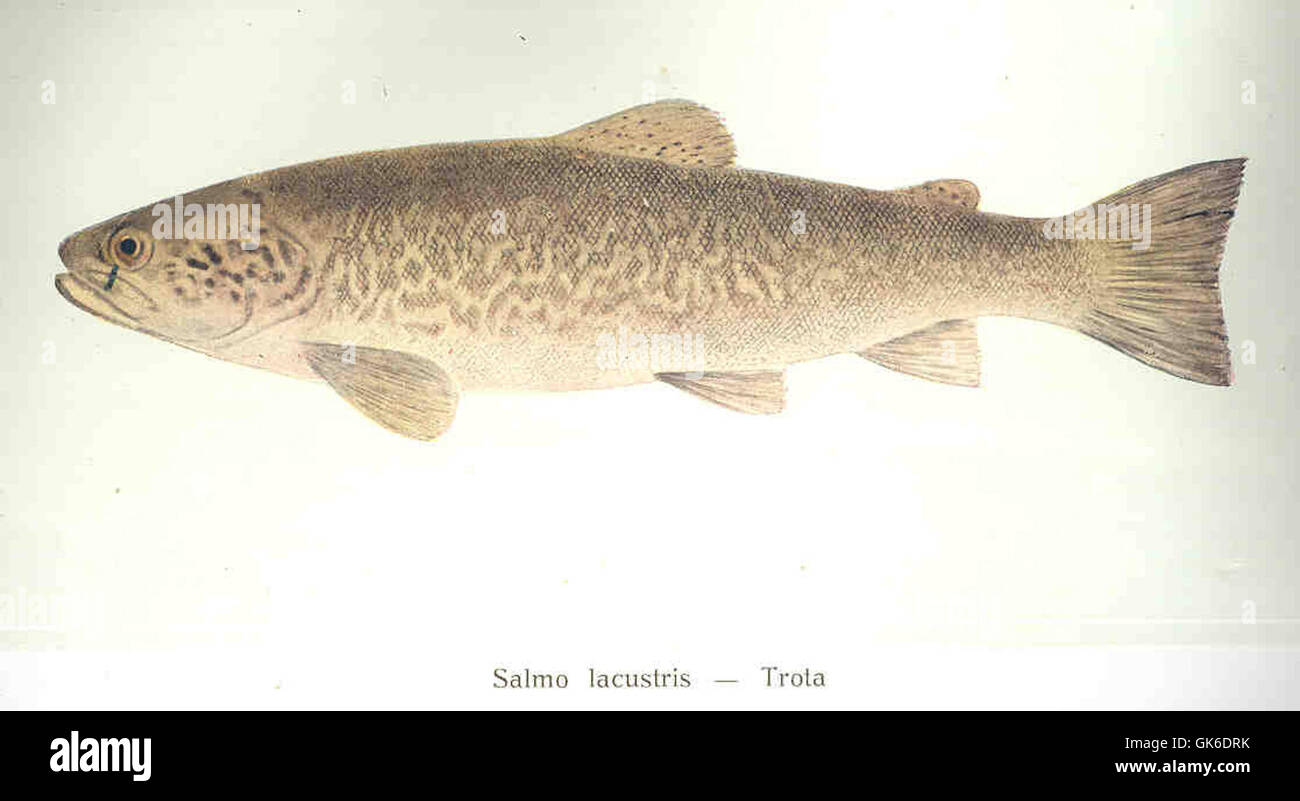 Salmo map hi-res stock photography and images - Alamy