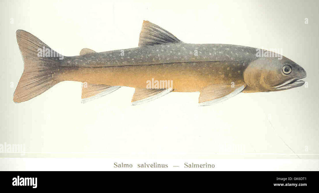 Salmo map hi-res stock photography and images - Alamy