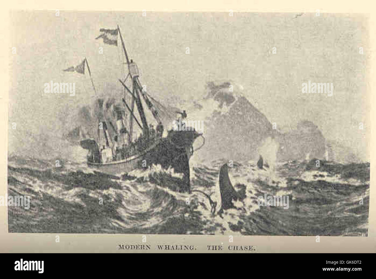 Modern whaling, particularly the chase, involves hunting whales for ...
