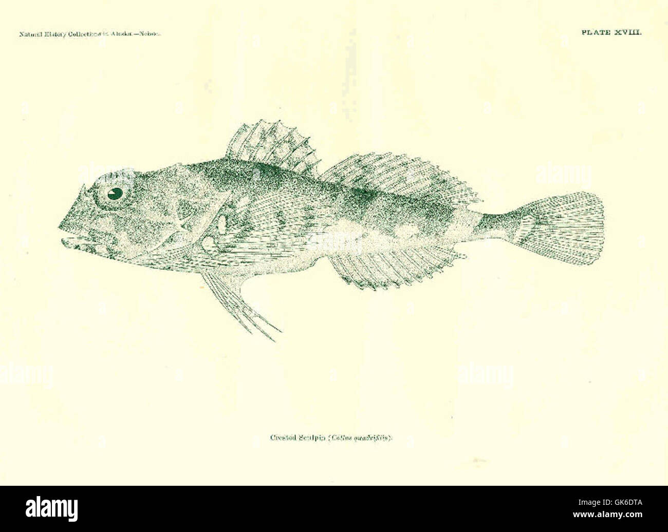 The crested sculpin, Cottus quadrifilis, is a freshwater fish species ...