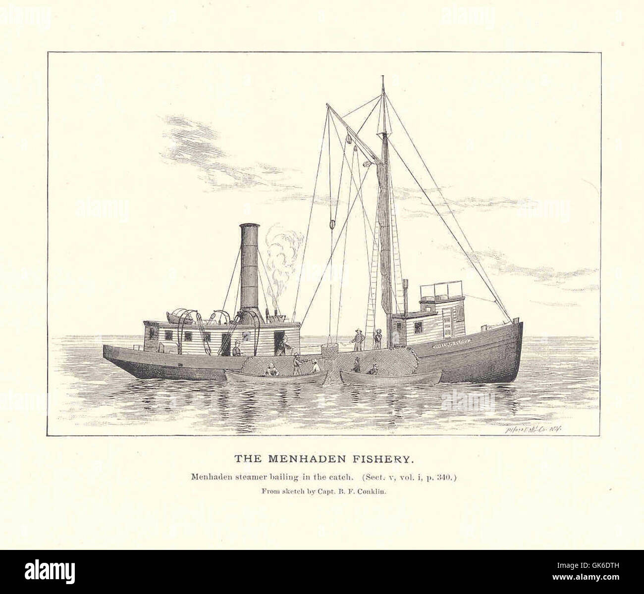 Menhaden, a small, oily fish, plays a significant role in both ...