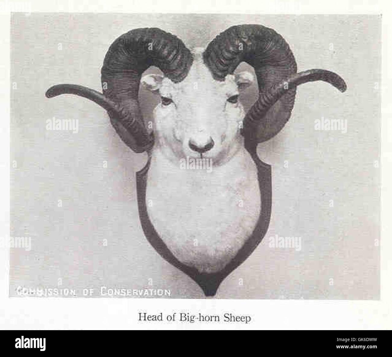 The head of a big-horn sheep is depicted, showcasing its distinctive ...