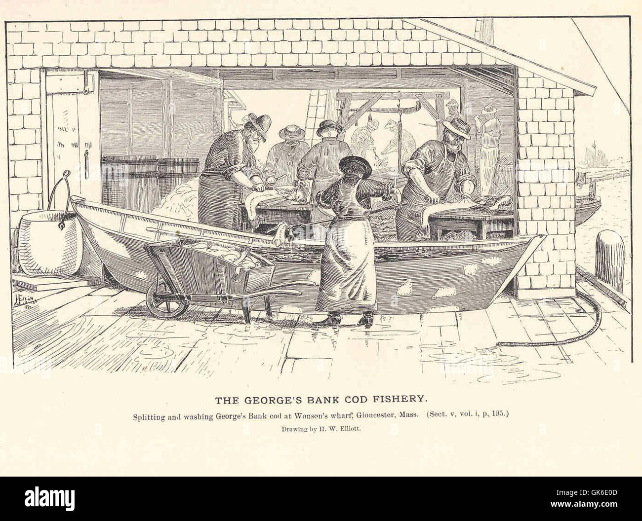 The George's Bank cod fishery has long been a vital source of cod ...