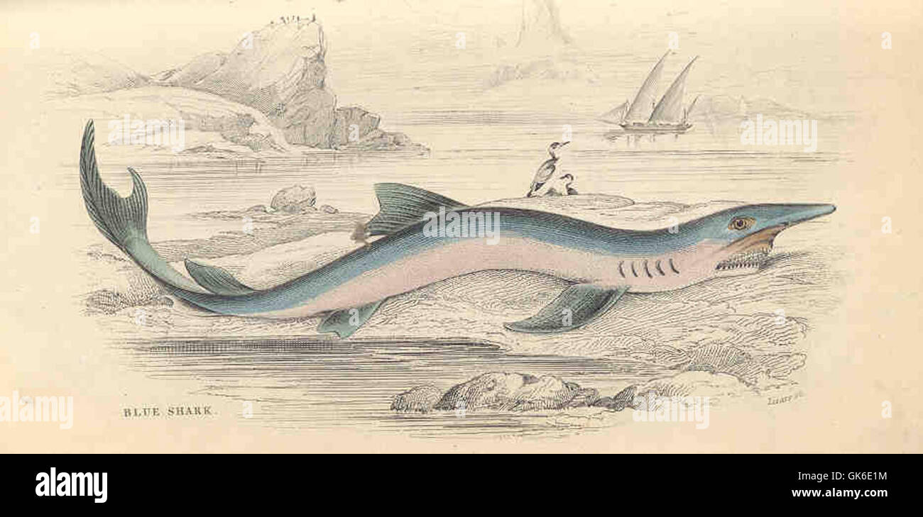 Blue shark prionace glauca hi-res stock photography and images - Alamy