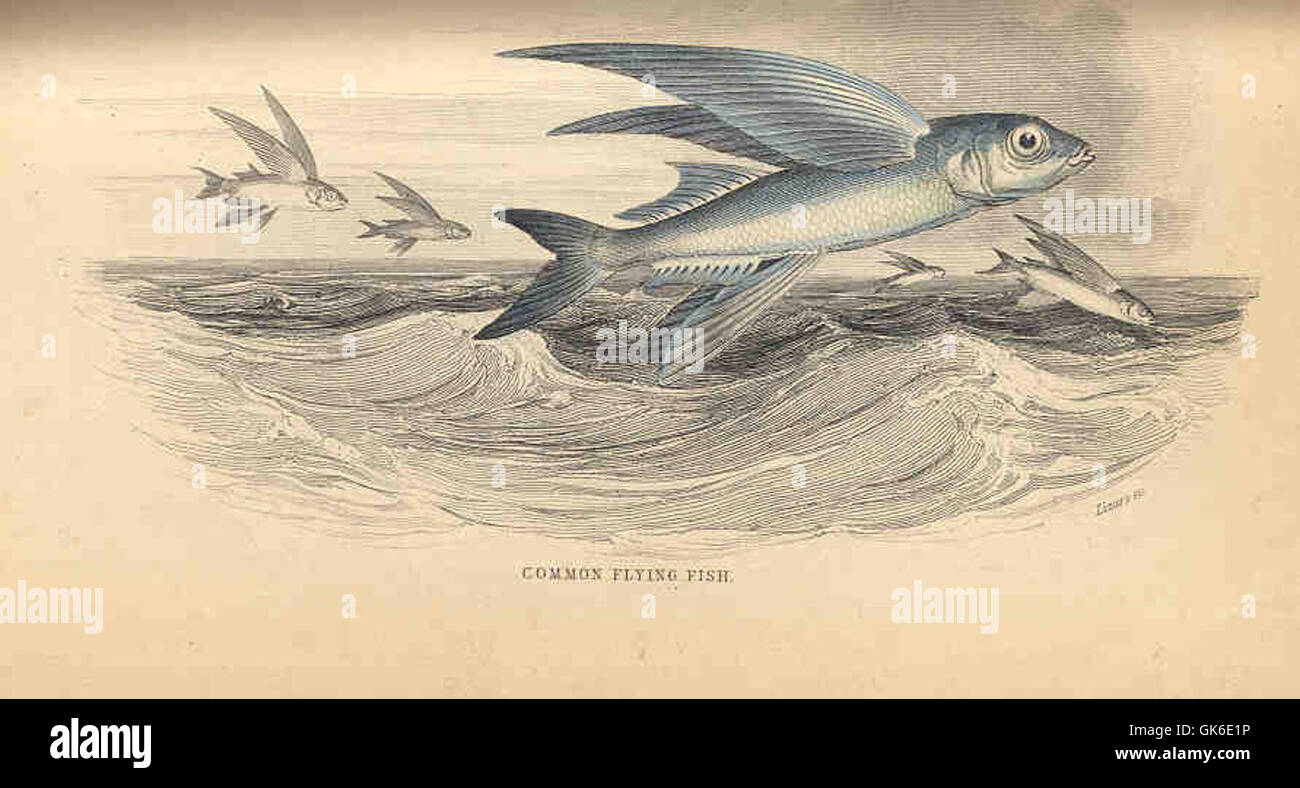 The common flying fish is a species known for its ability to glide ...