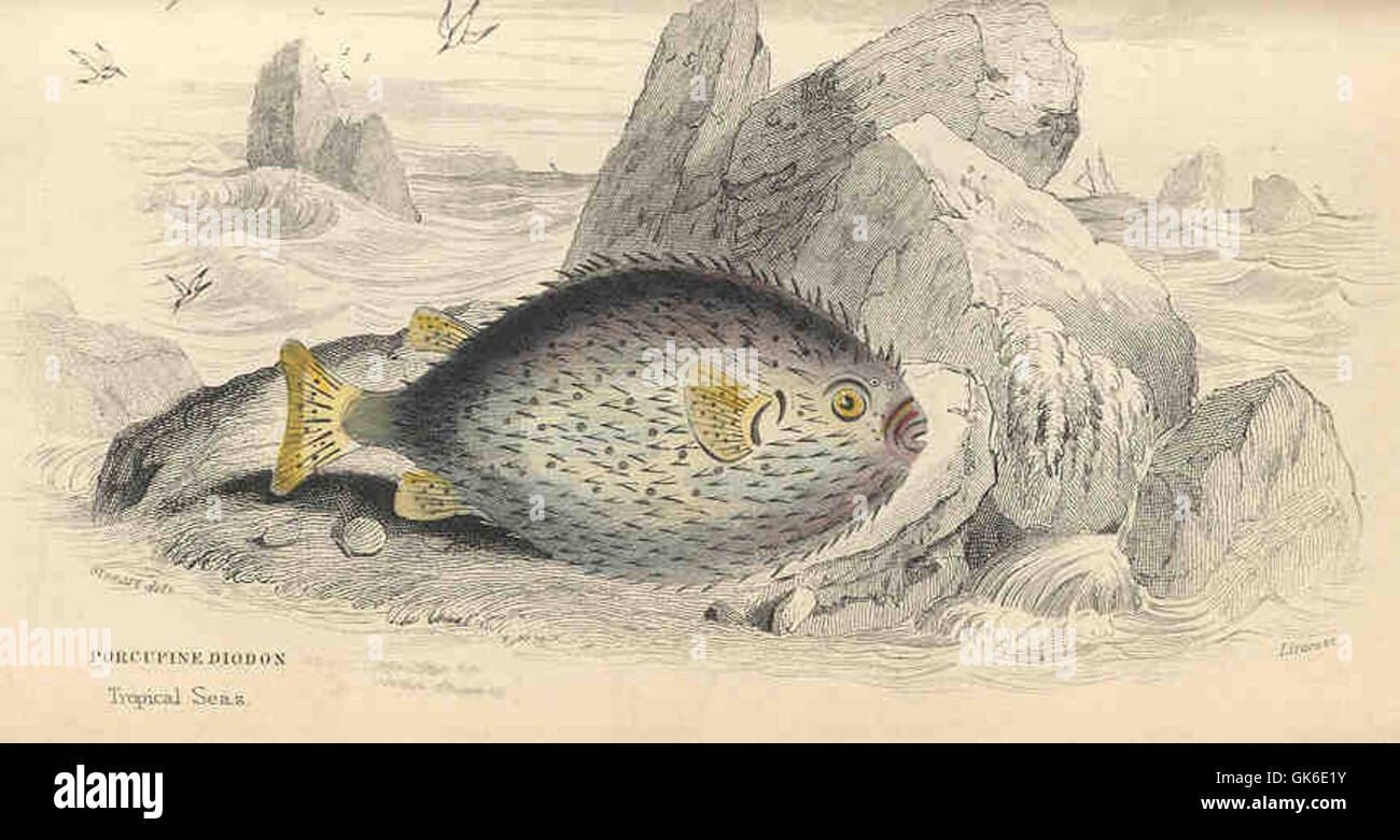 The porcupine diodon, also known as the porcupinefish, is a spiny fish ...