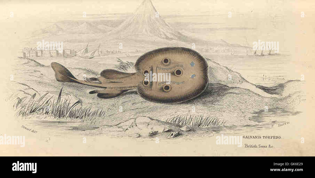 The Galvanis Torpedo was an early experimental device used for ...