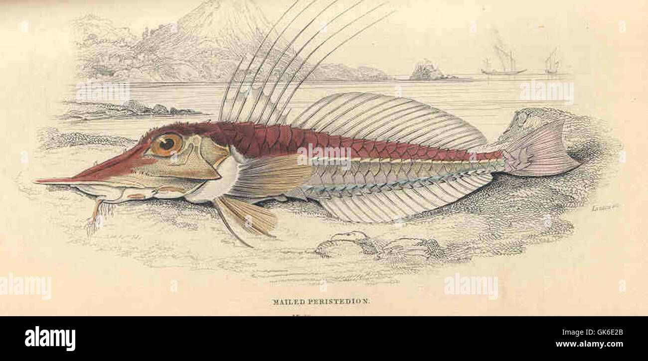 The Mailed Peristedion, a species of armored catfish, is known for its ...