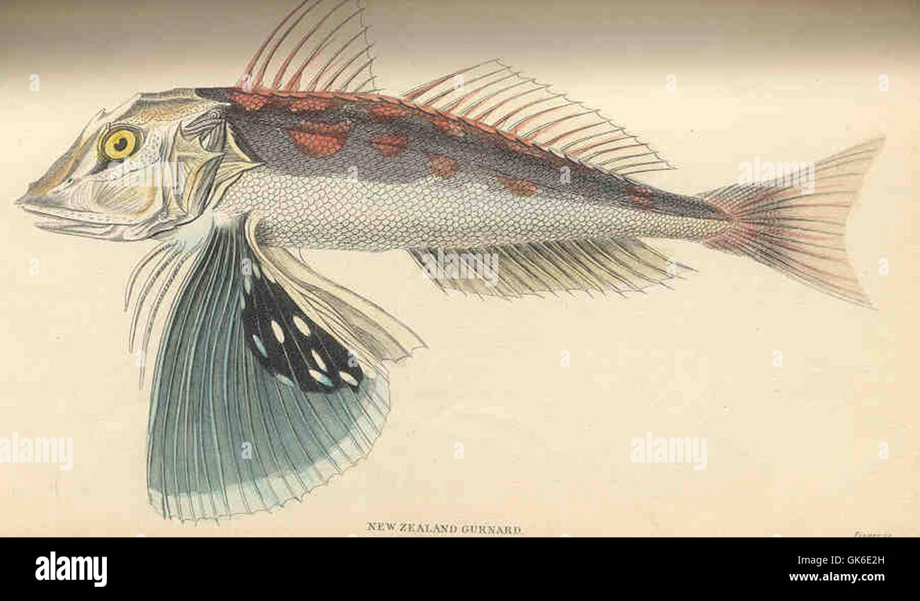 The New Zealand gurnard (Chelidonichthys kumu) is a bottom-dwelling ...