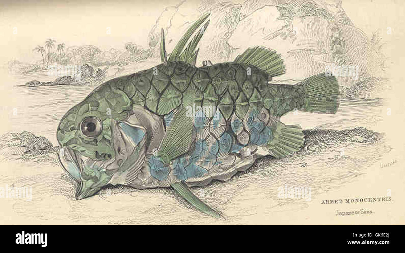 *Monocentris*, also known as the armed monocentris, is a species of ...