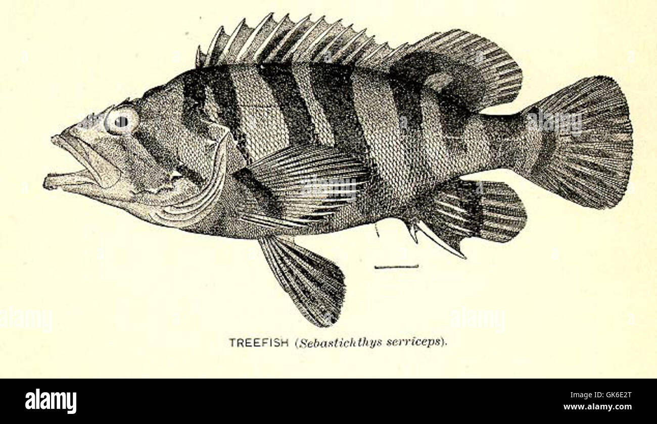 Treefish hi-res stock photography and images - Alamy