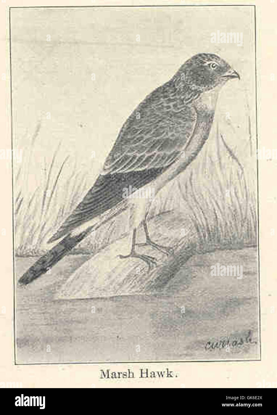 Marsh harrier hunting prey hi-res stock photography and images - Alamy