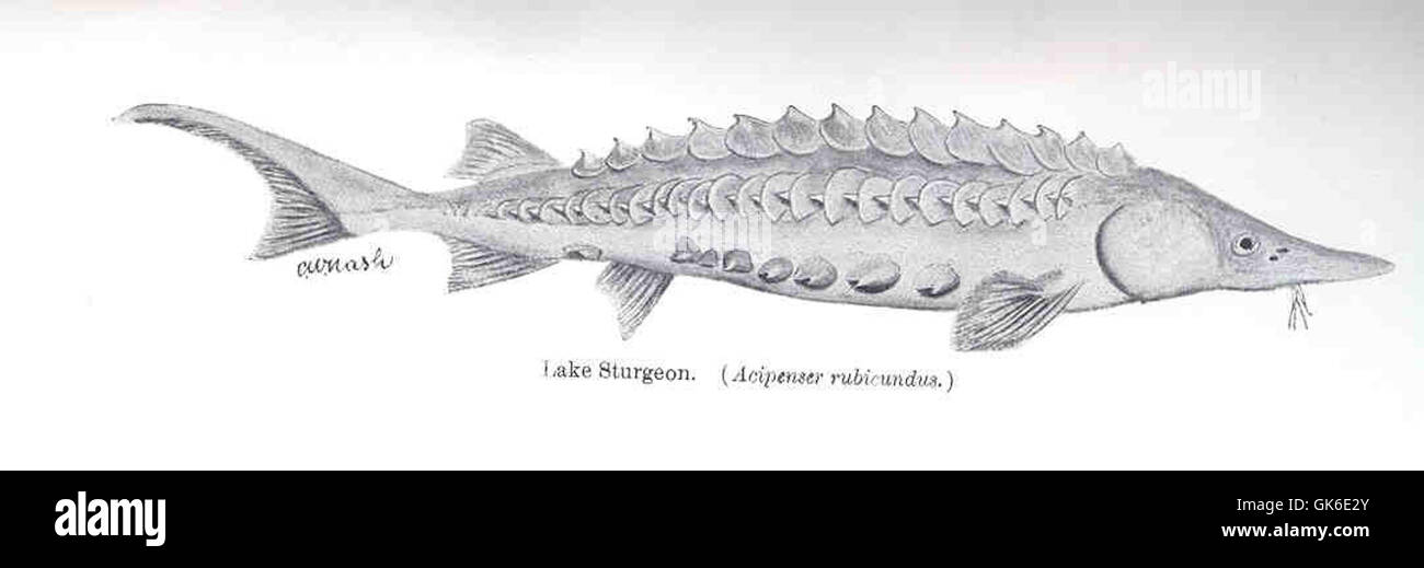 The Lake Sturgeon, an ancient fish species native to North America, is ...