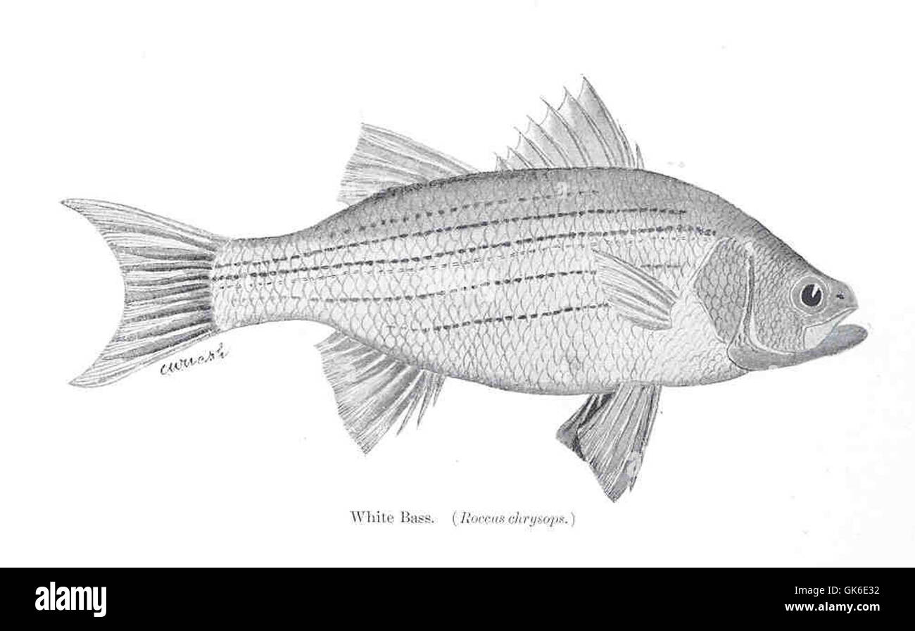 Roccus chrysops hi-res stock photography and images - Alamy