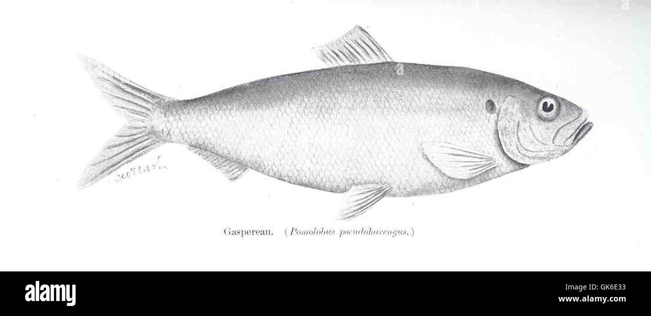 Gaspereau fish hi-res stock photography and images - Alamy