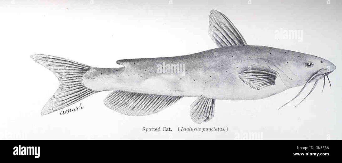 35962 Spotted Cat (Ictalurus punctatus Stock Photo - Alamy
