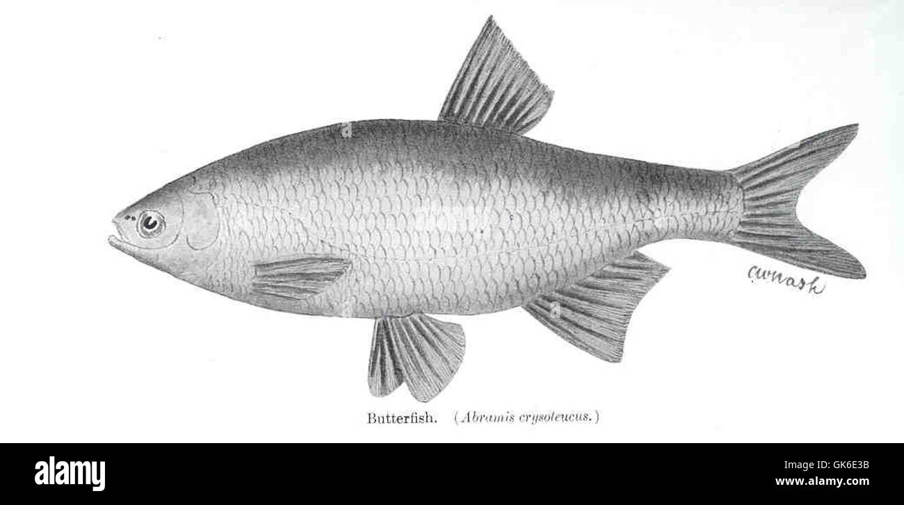 American butterfish hi-res stock photography and images - Alamy