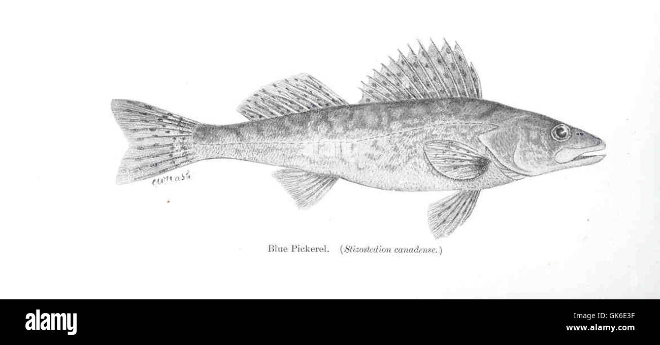 Chain pickerel fish hi-res stock photography and images - Alamy