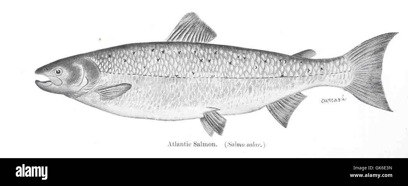 Atlantic salmon salmo salar in Cut Out Stock Images & Pictures - Alamy