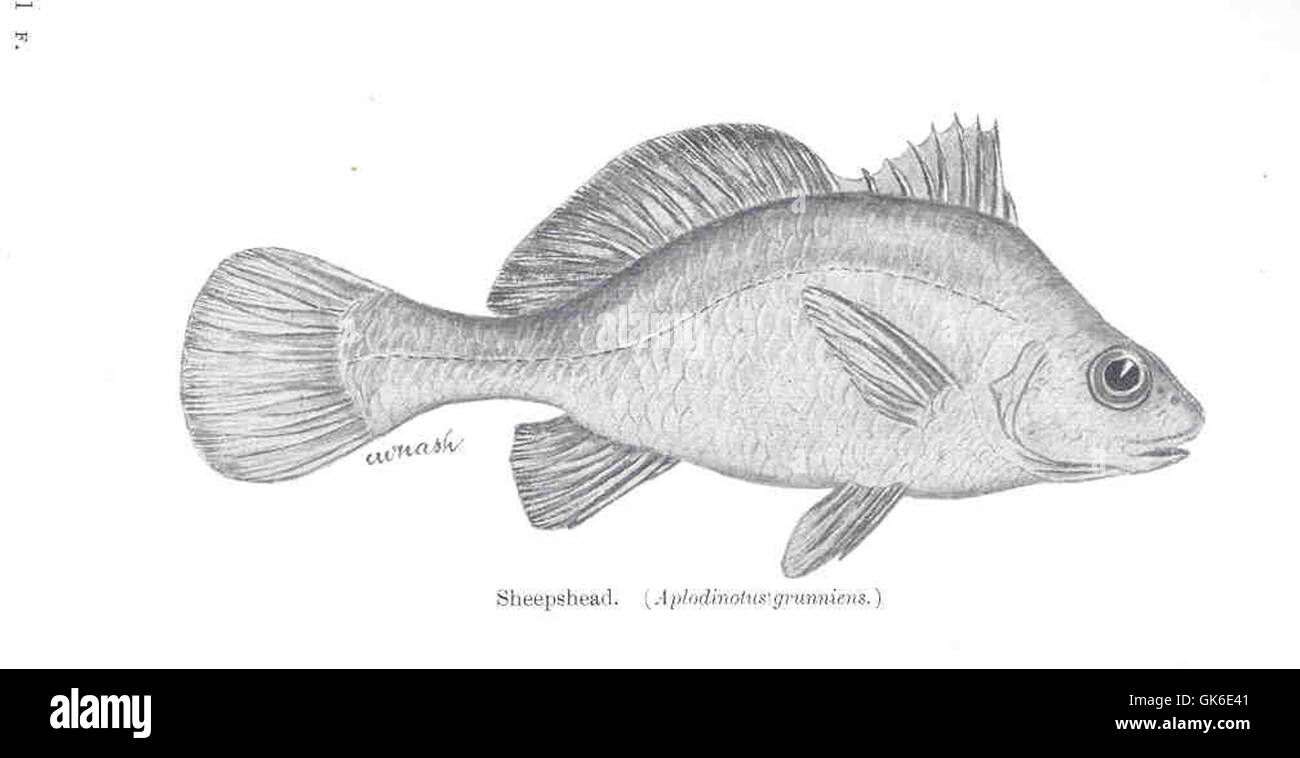 Sheepshead teeth hi-res stock photography and images - Alamy