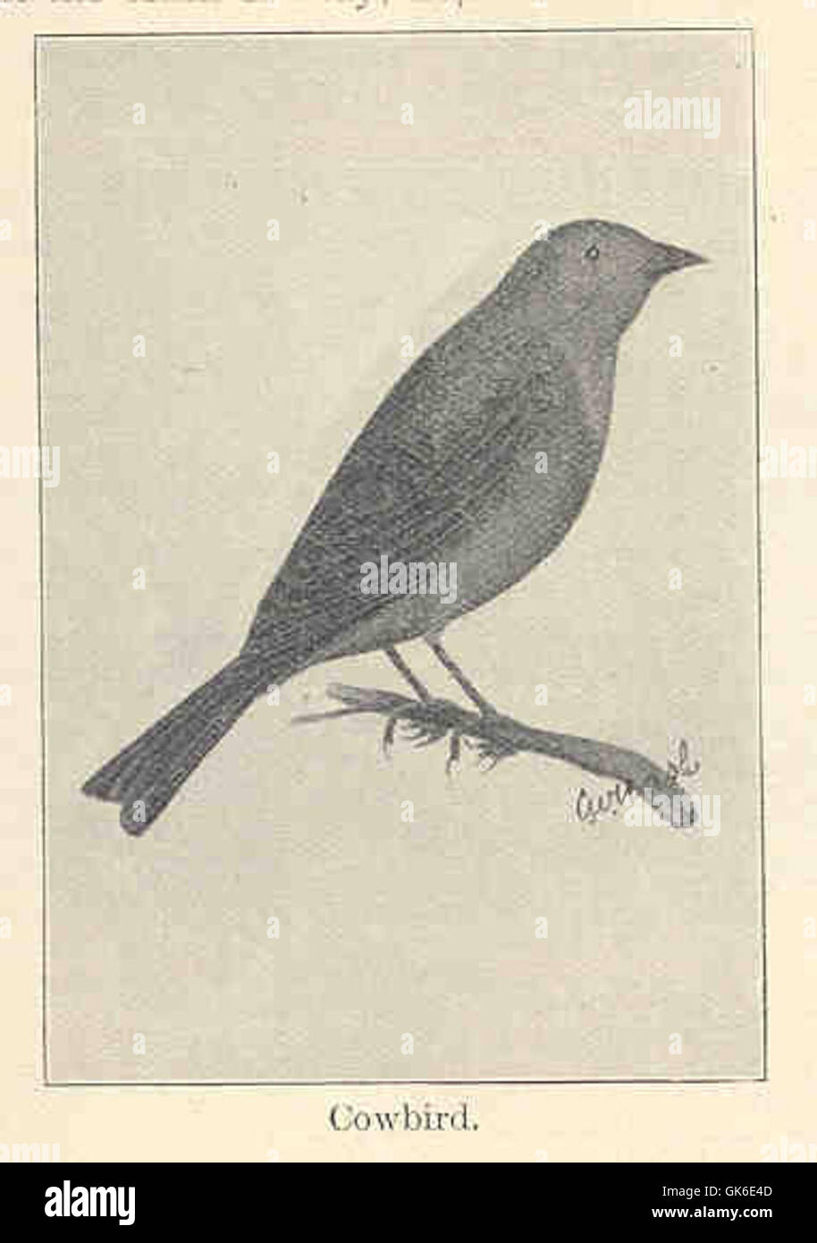 Cowbirds are a group of North American songbirds known for their ...