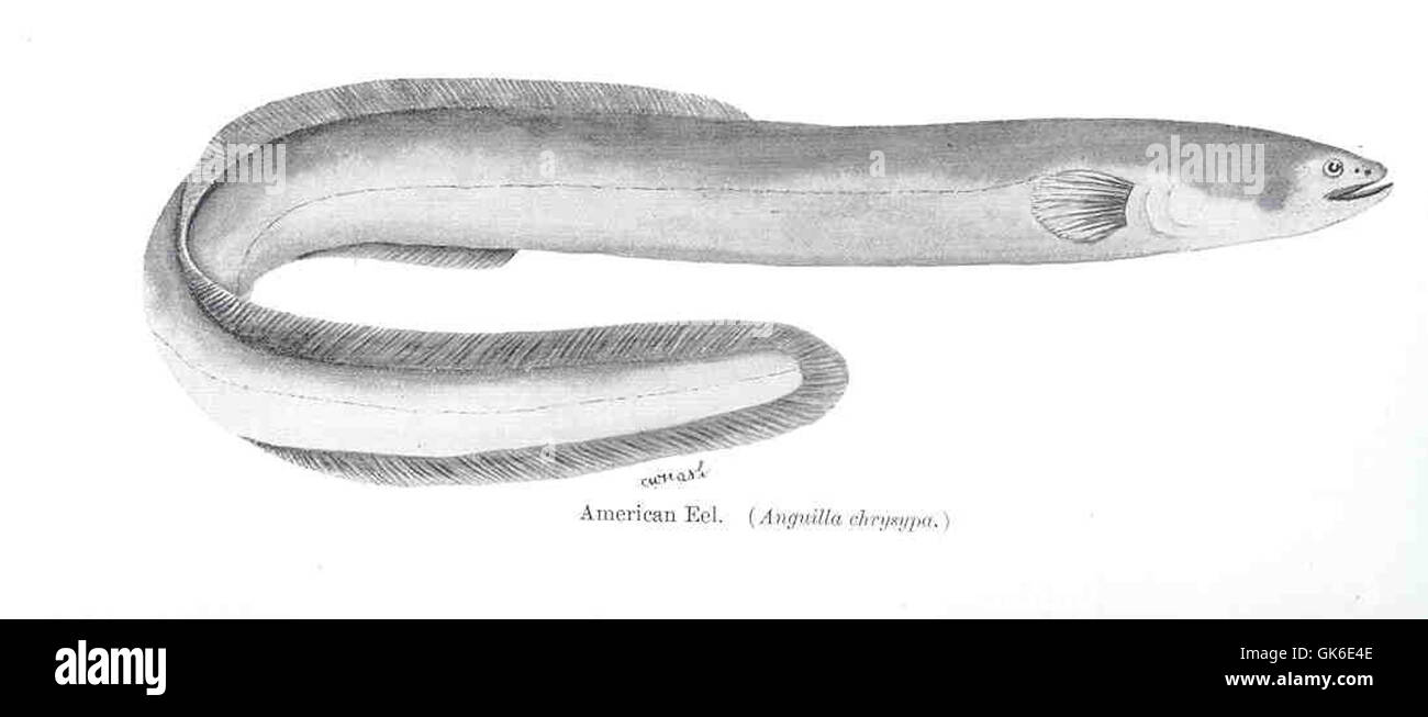 Long eel like body hi-res stock photography and images - Alamy