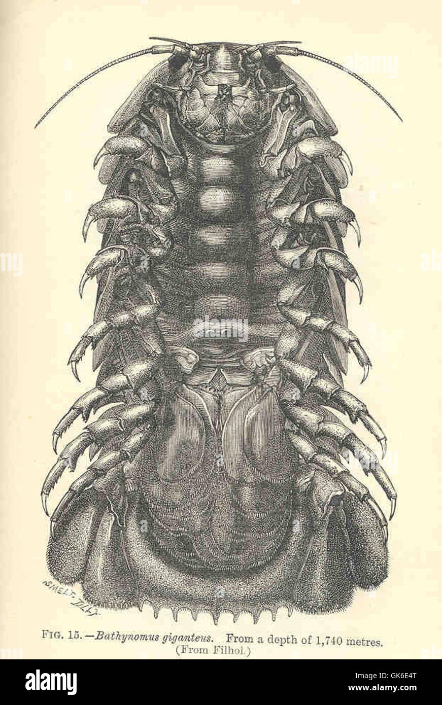 Bathynomus giganteus hi-res stock photography and images - Alamy