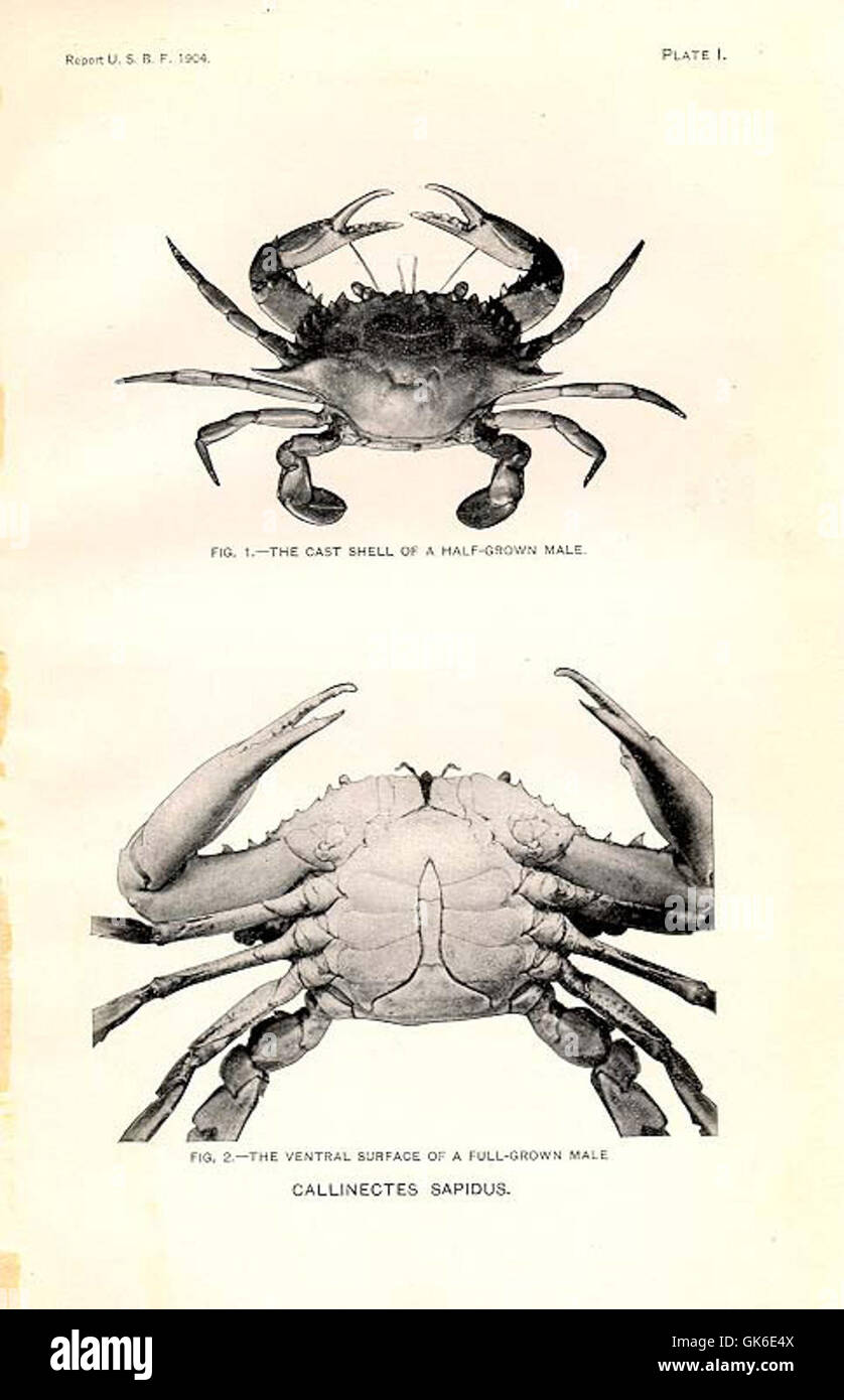Callinectes sapidus, known as the blue crab, is an important species in ...