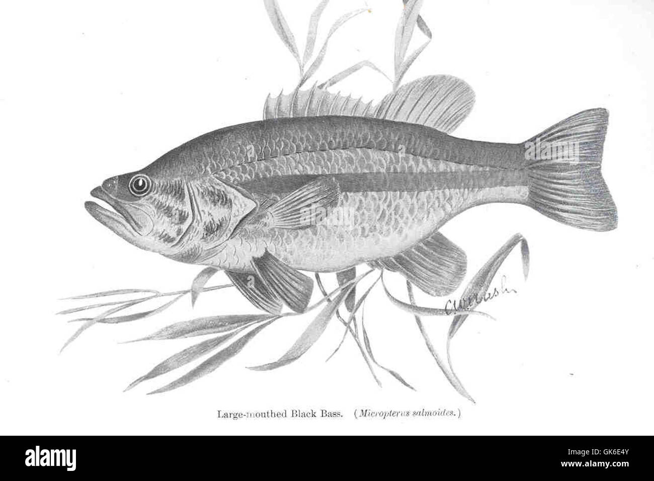 The large-mouthed black bass (Micropterus salmoides), a species of ...
