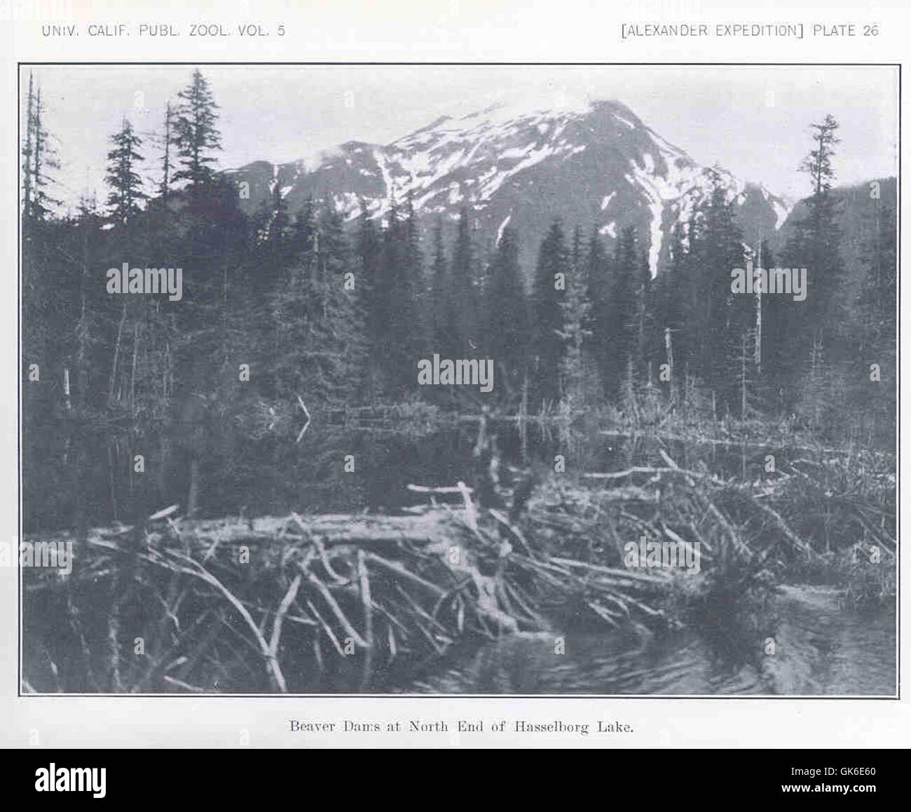 Beaver dams are structures built by beavers along the North End of ...