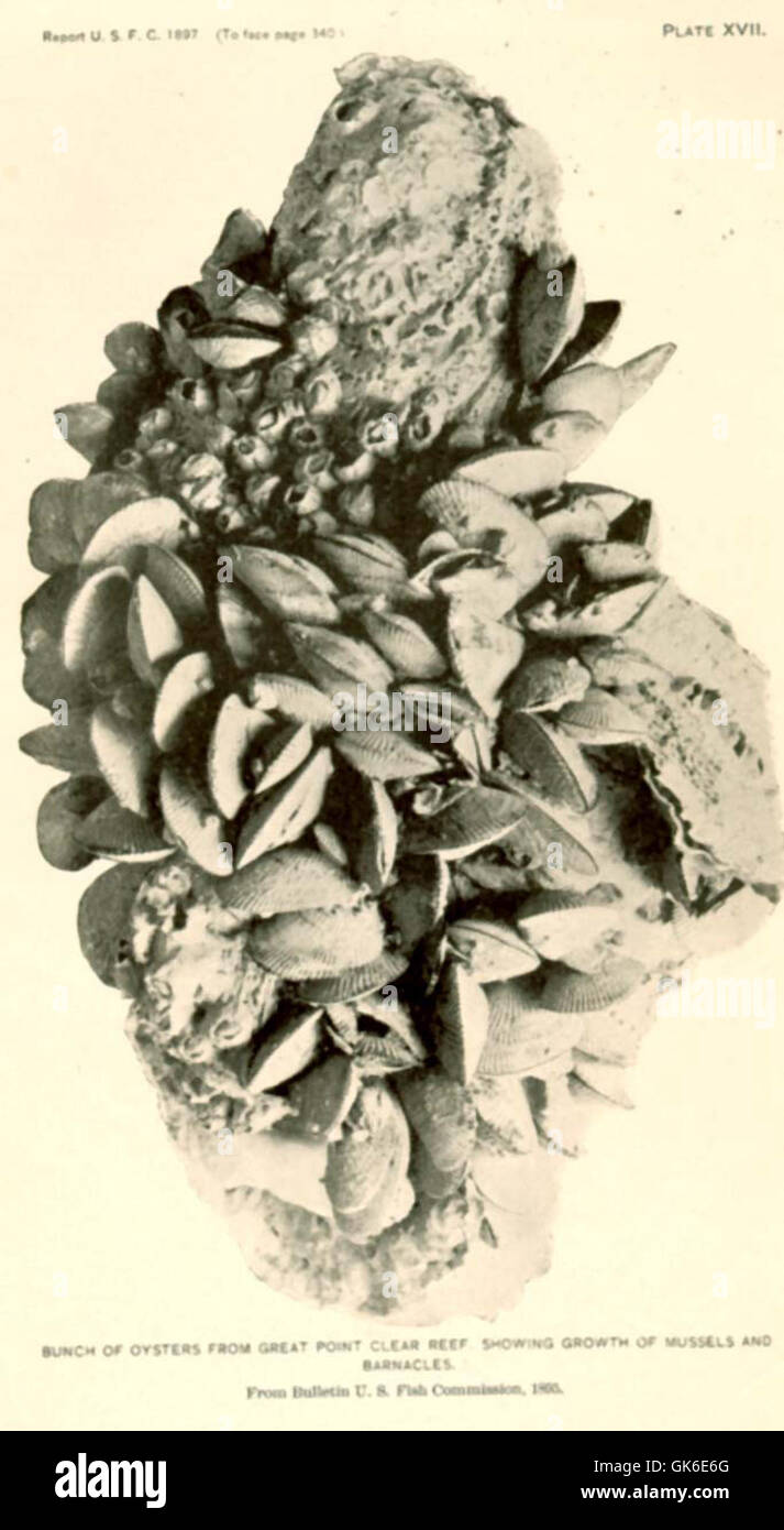 A cluster of oysters from the Great Point Clear Reef, showcasing the ...